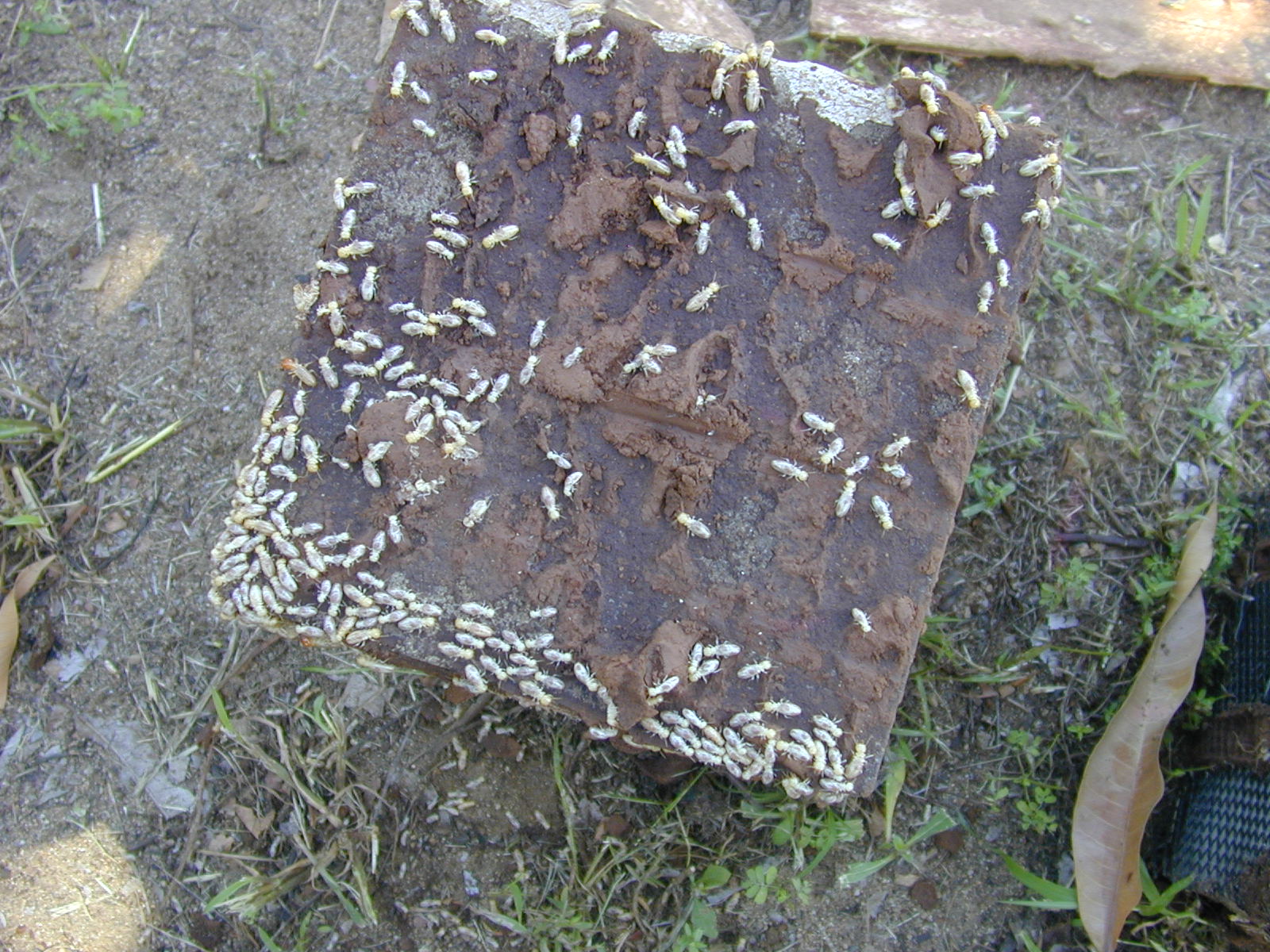 QBCC urges North Queensland home owners to check for termites after wet ...