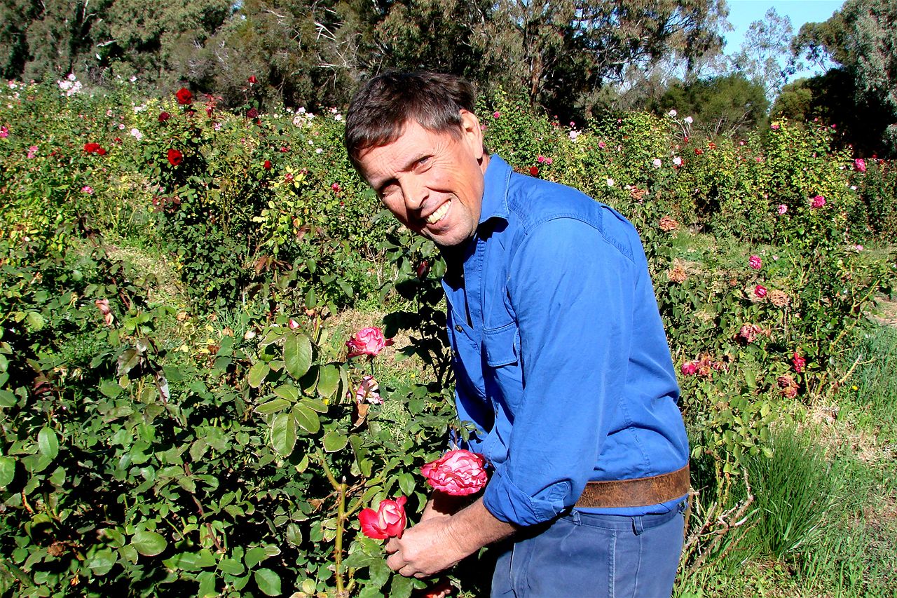 What's in a name, that which we call a rose - ABC News