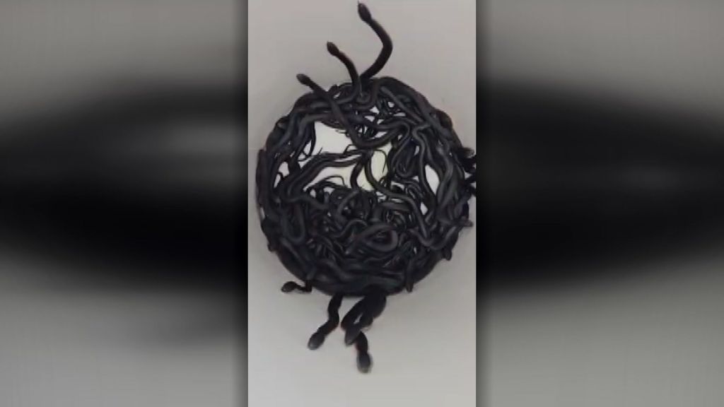 More than 100 snakes found in Sydney backyard - ABC News