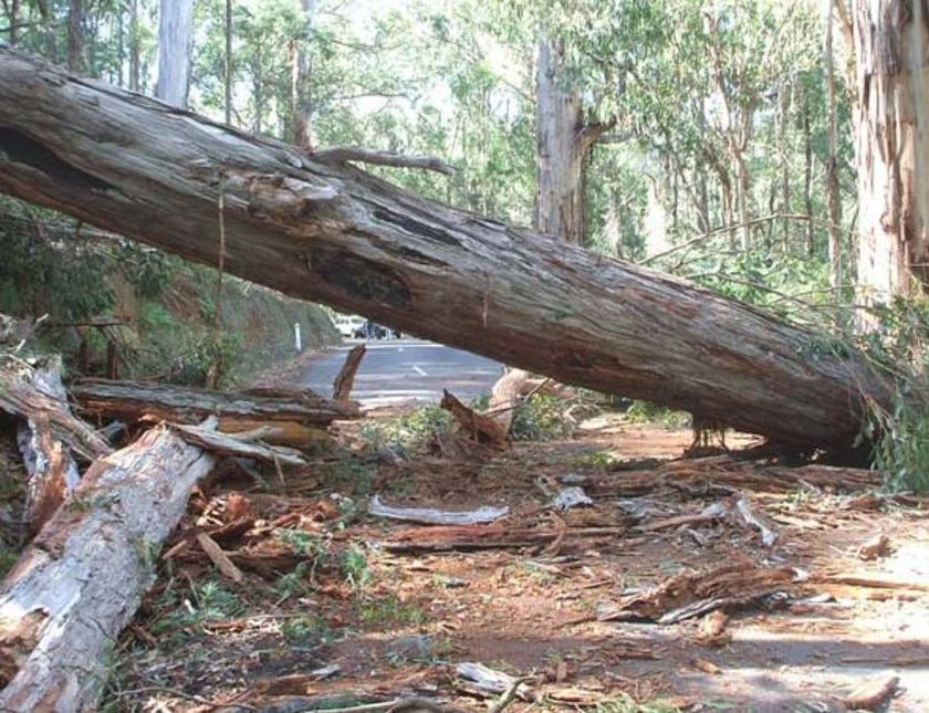 Tourist town cut off by fallen tree - ABC News