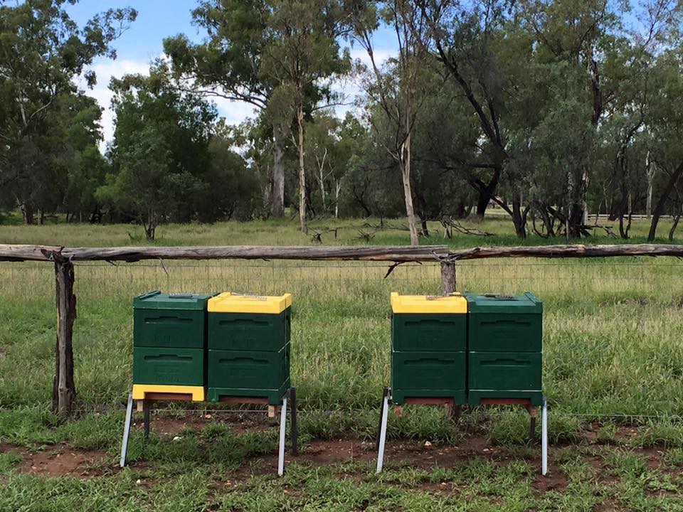 Plastic hives save hot bees in central Queensland - ABC News