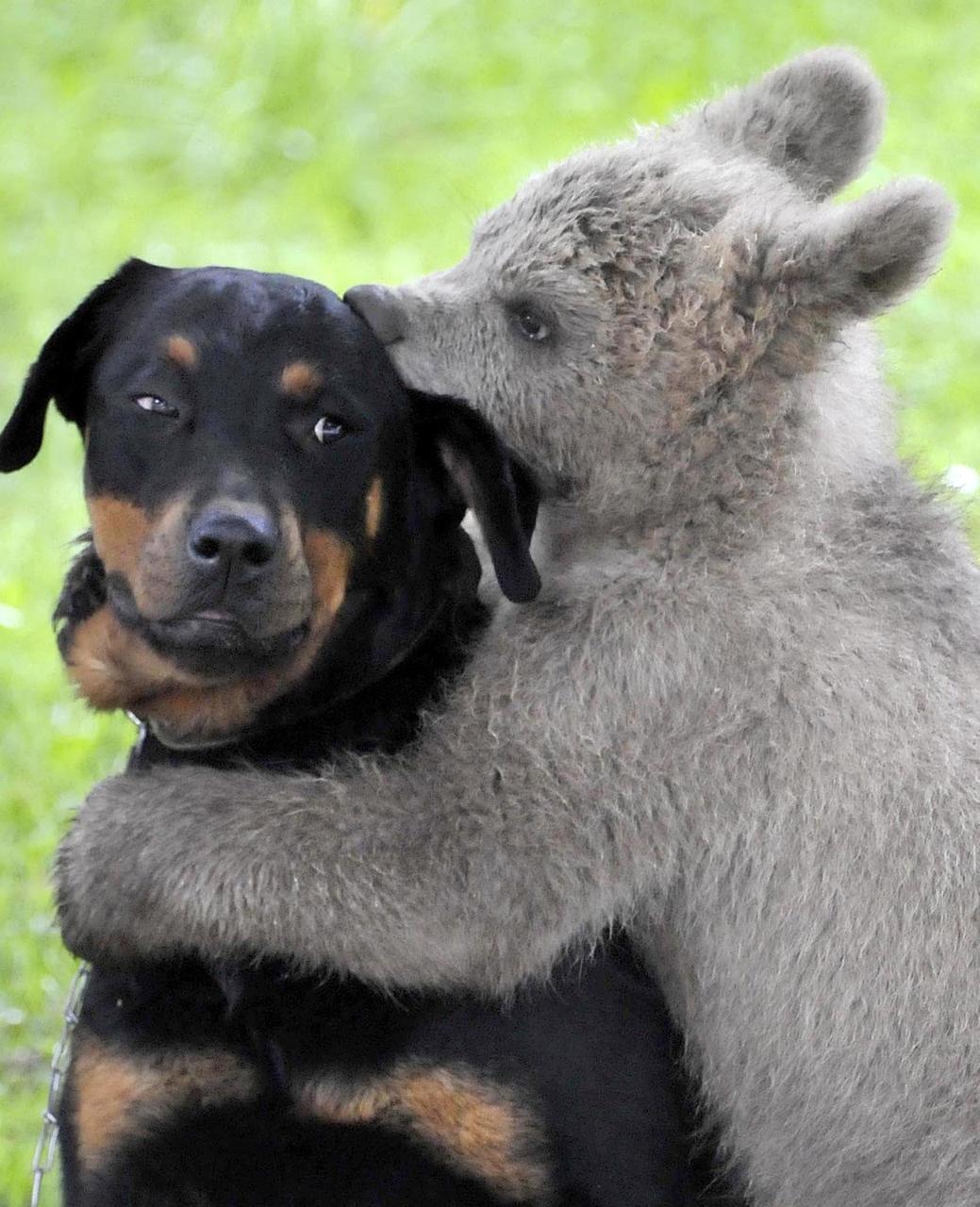 Russian bears make a comeback - ABC News