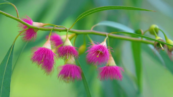 Milarri - Gardening Australia