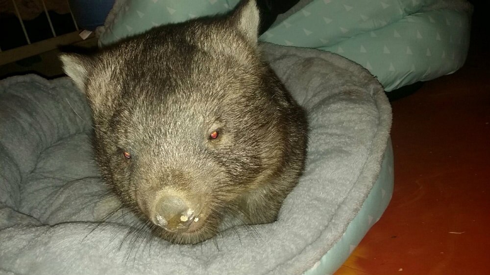 Wombats on the run - ABC Adelaide