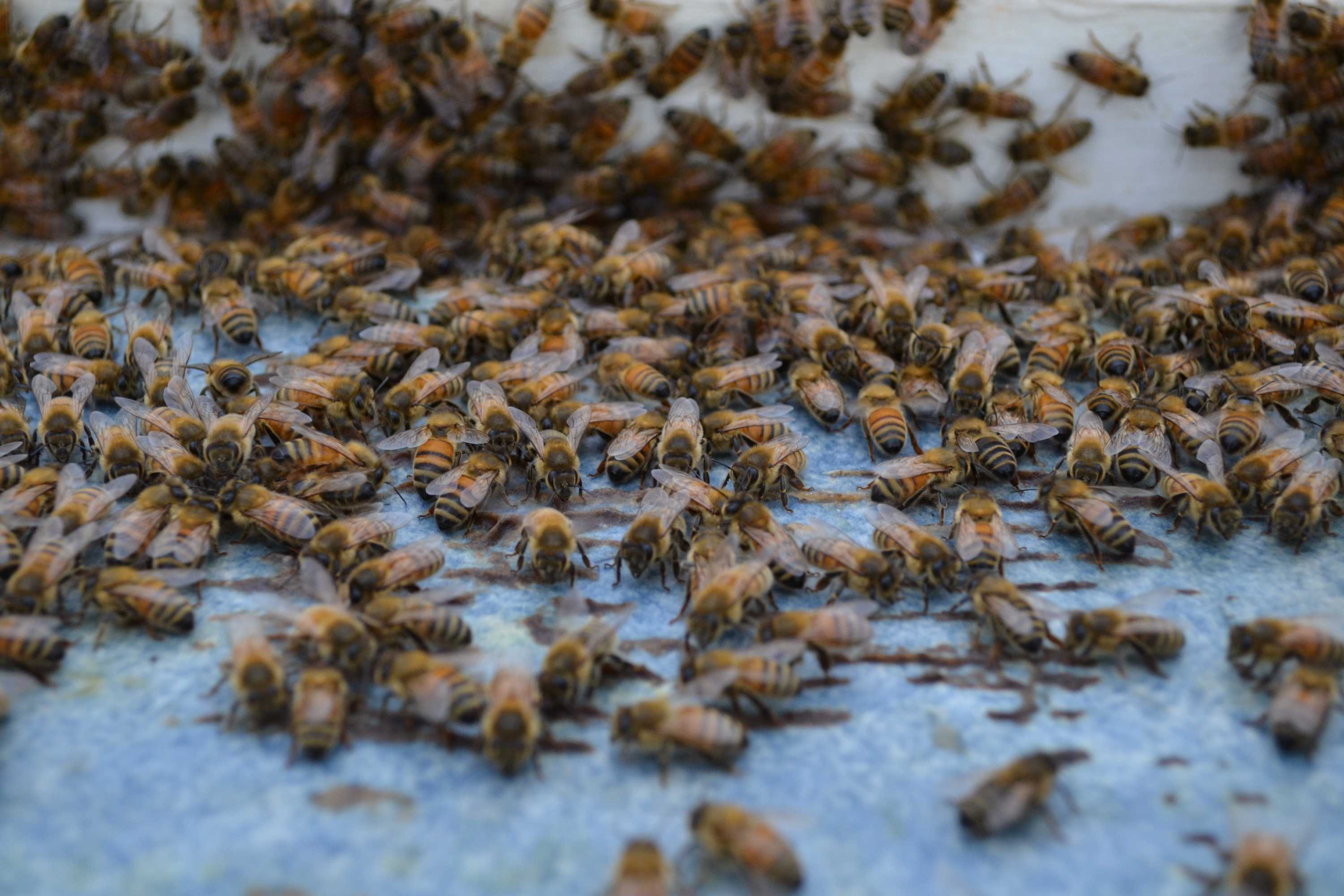 National awareness month celebrates humble honey bee - ABC News