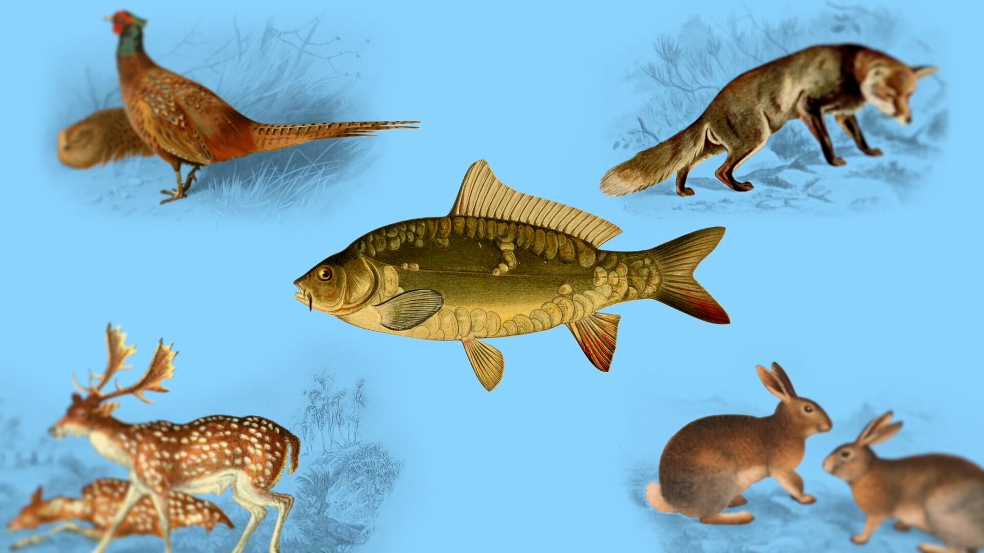 Eat the Invaders: Carp - ABC Education