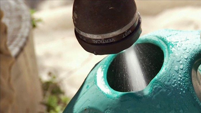 To Hell with Harlequins - Gardening Australia