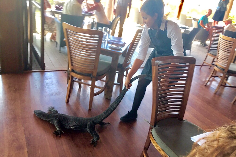 French 'goanna girl' scared of spiders evicts huge reptile from winery ...