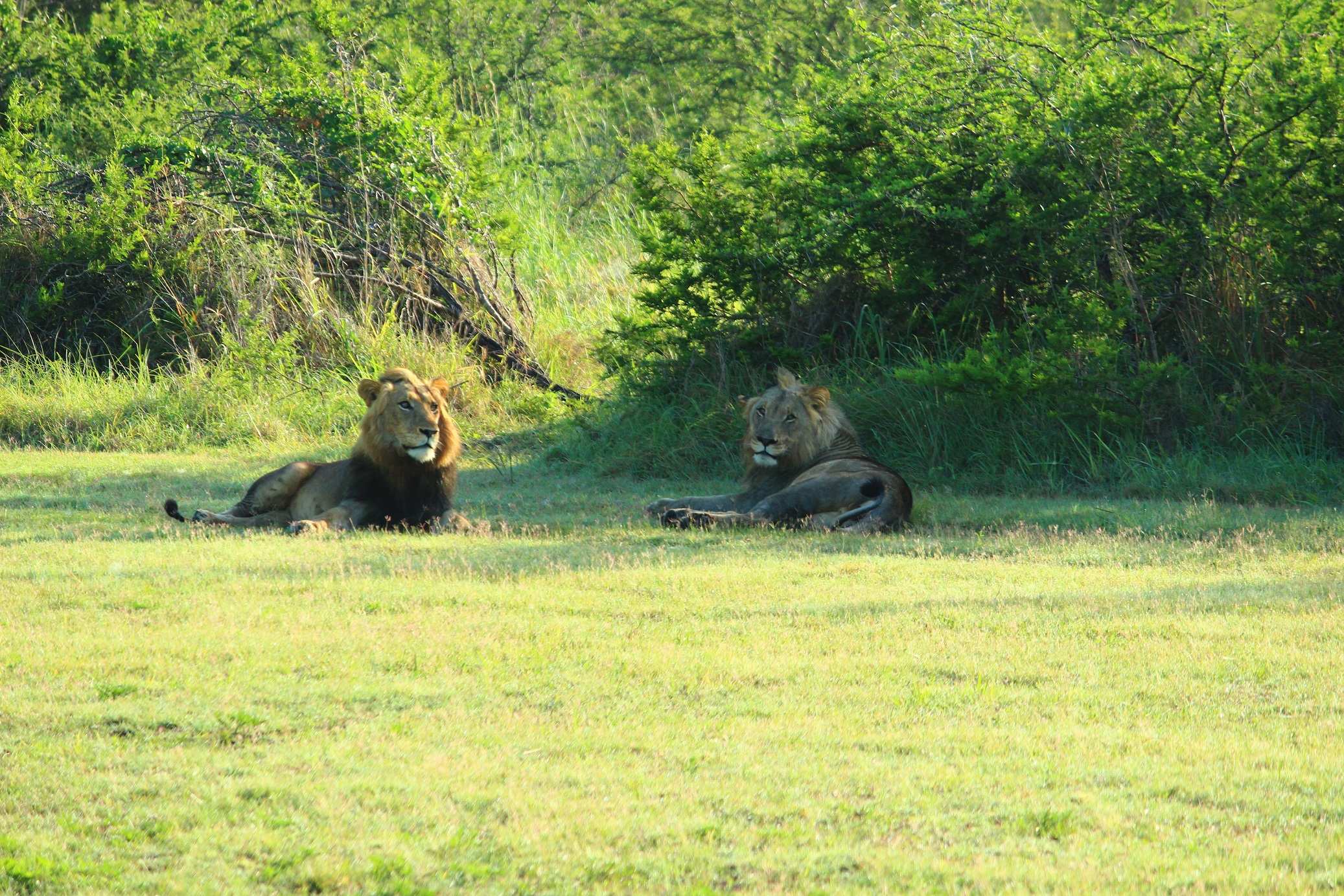 Lions to be re-introduced to Rwanda two decades after human genocide ...