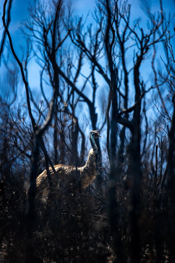 Australian animals' bushfire survival tactics save many, but some ...