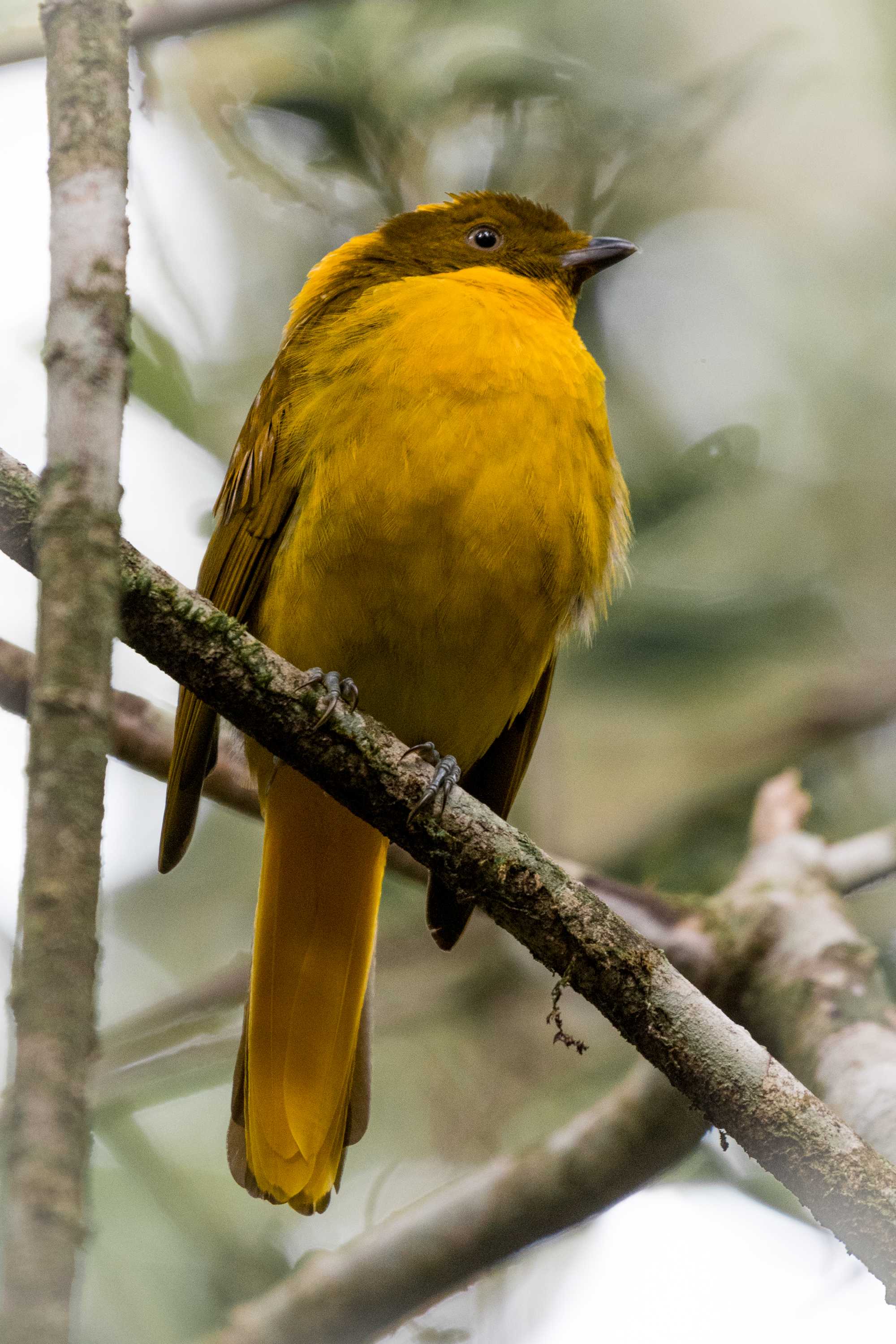 Golden bowerbirds' building prowess helps scientists monitor climate ...