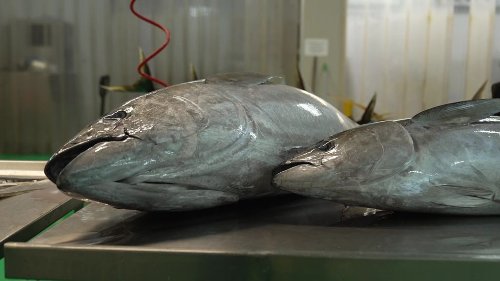 ABC Rural - ABC News