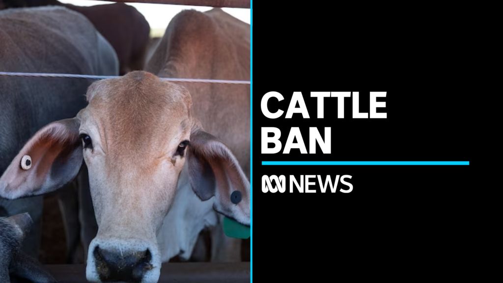 Indonesian government bans live Australian cattle imports from four ...