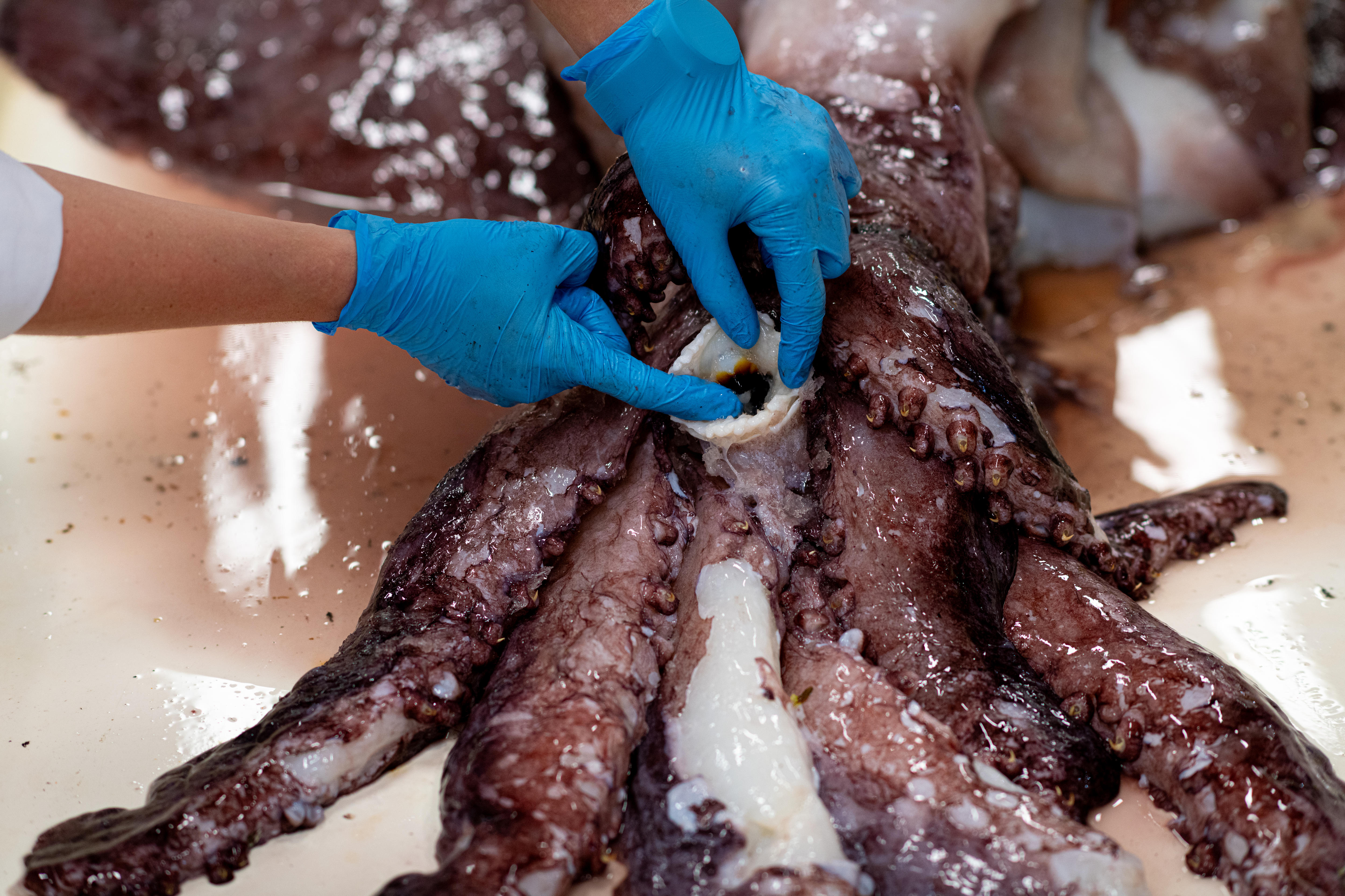Octopus Dissection Ceres Science Morphology Of An Octopus By