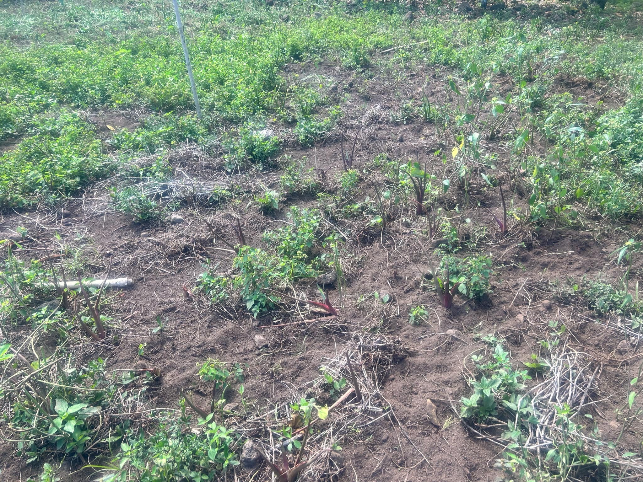 Samoa's feral pig population is on the rise, leading to food security ...
