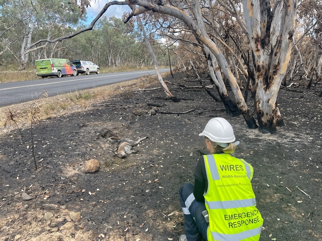 Alpha Road bushfire has caused 'near total destruction' for native ...