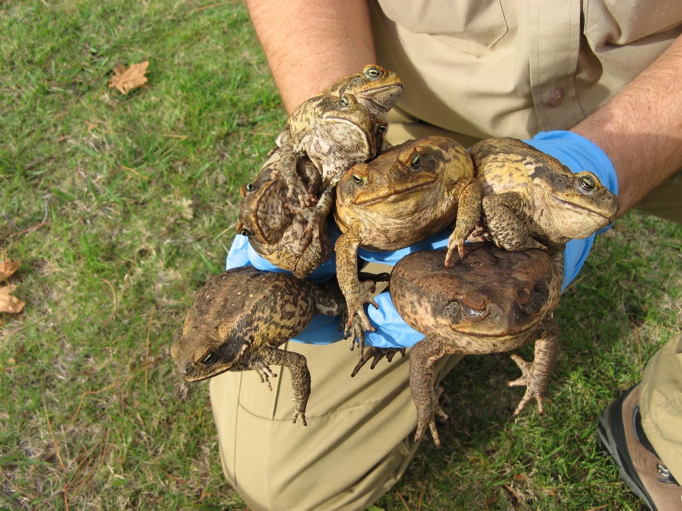 Cane toads collected, bagged, frozen for university by inquisitive ...