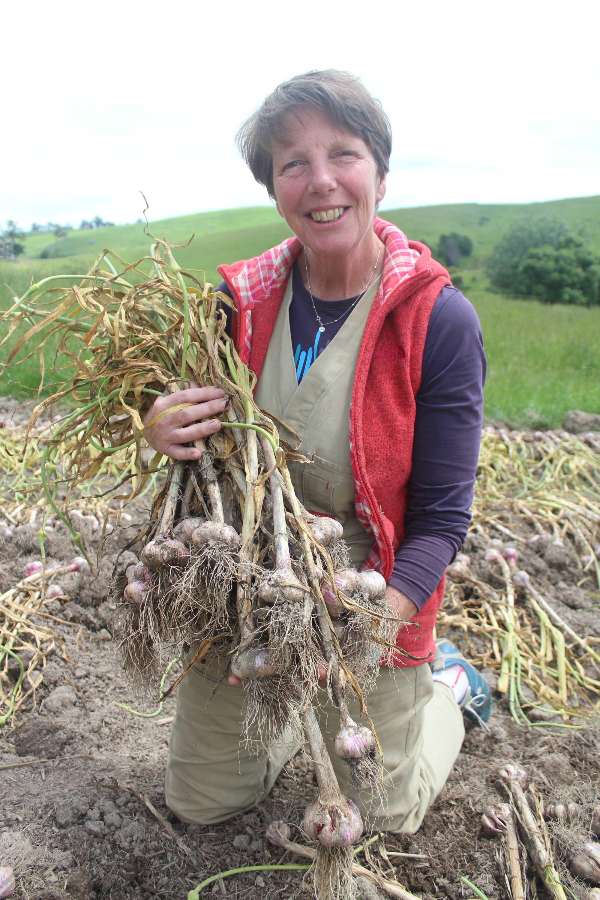 Australian garlic growers seek to increase local supply and ...