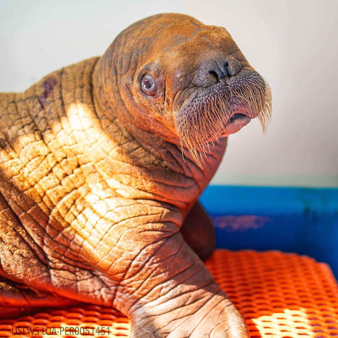 Rescued walrus calf that captured worldwide attention for its '24-hour ...