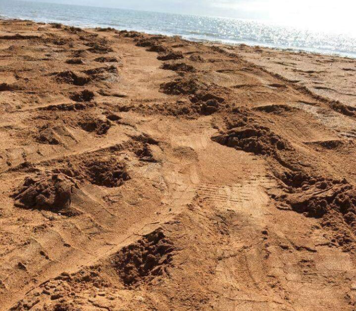 Rare leatherback sea turtle tracks identified by scientists in the Gulf ...