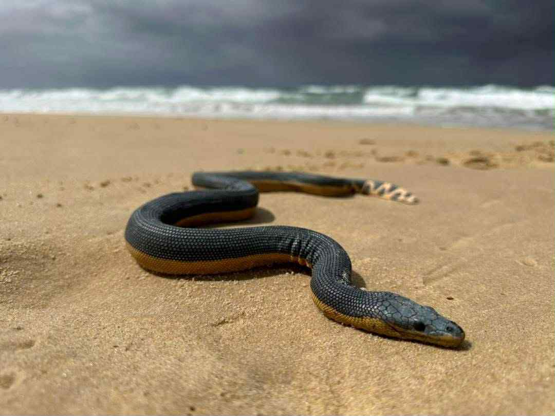 Influx of highly venomous sea snakes on Sunshine Coast shorelines - ABC ...