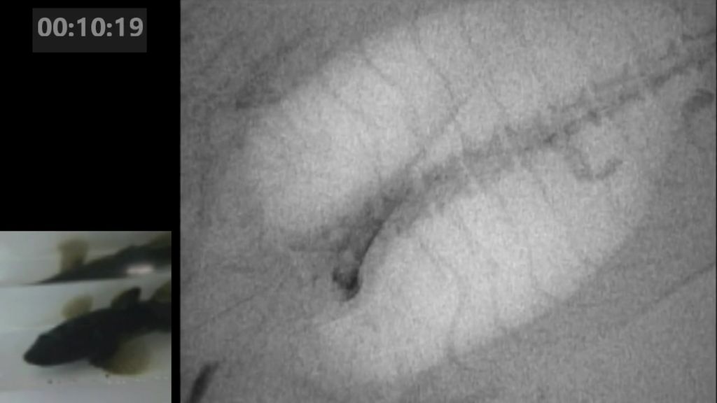 The 'circling' behaviour of a Japanese eel escaping the stomach of a ...