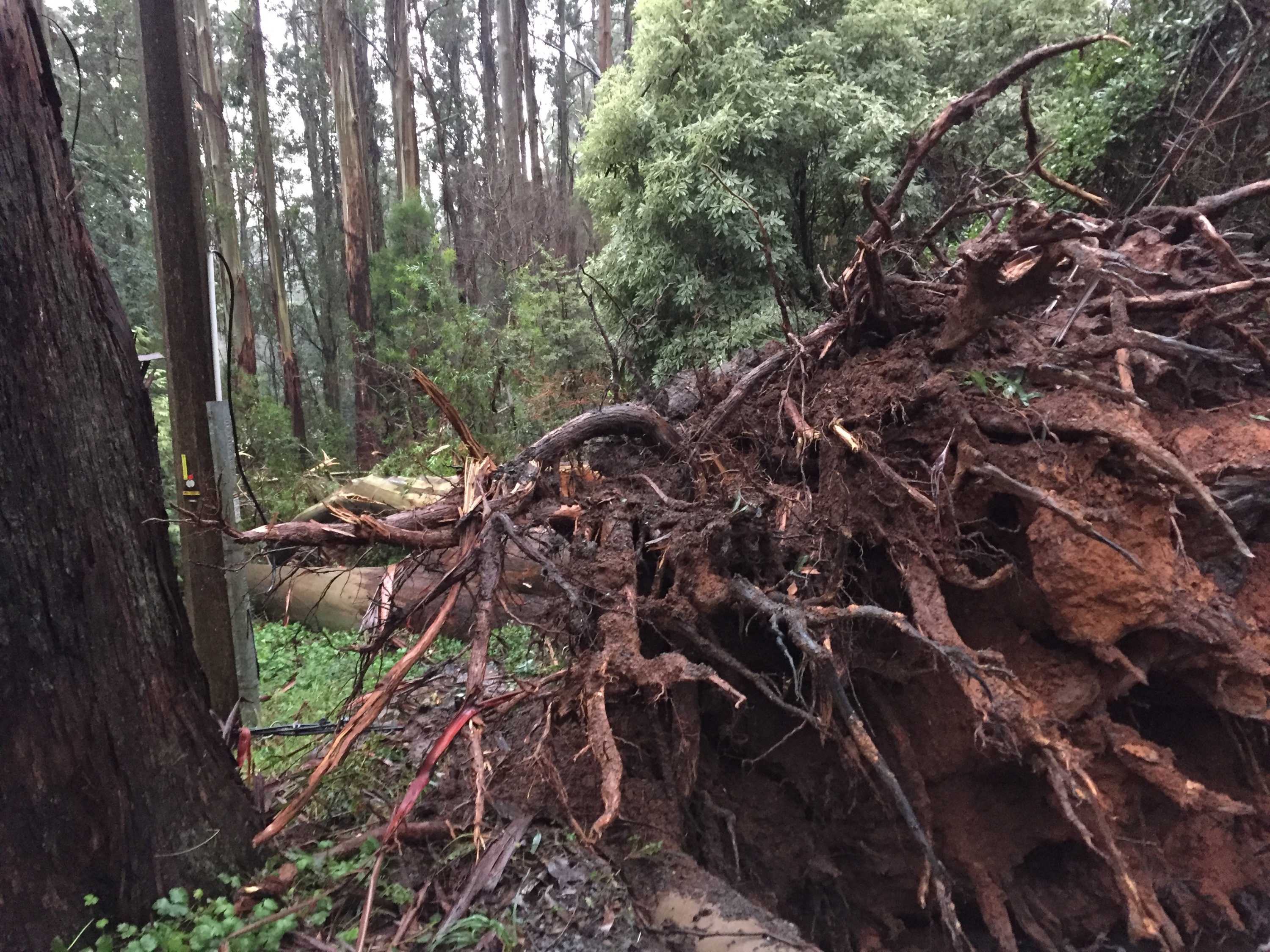 Dr Greg Moore on trees, storms, and climate change - ABC listen