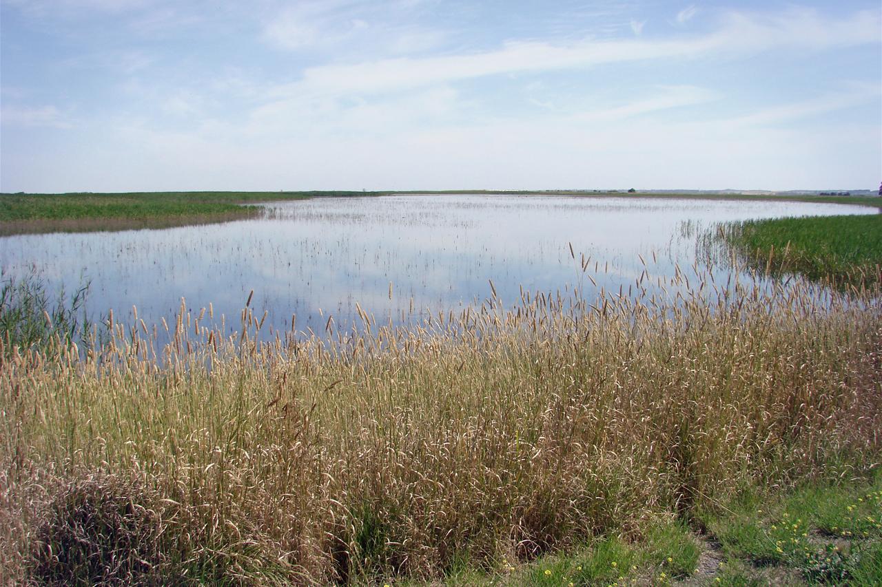 Endangered species on the rise at Bool Lagoon - ABC News