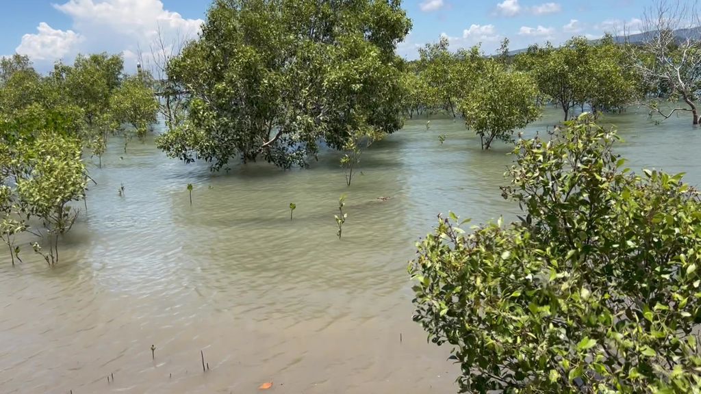 Croc goes rogue - ABC News