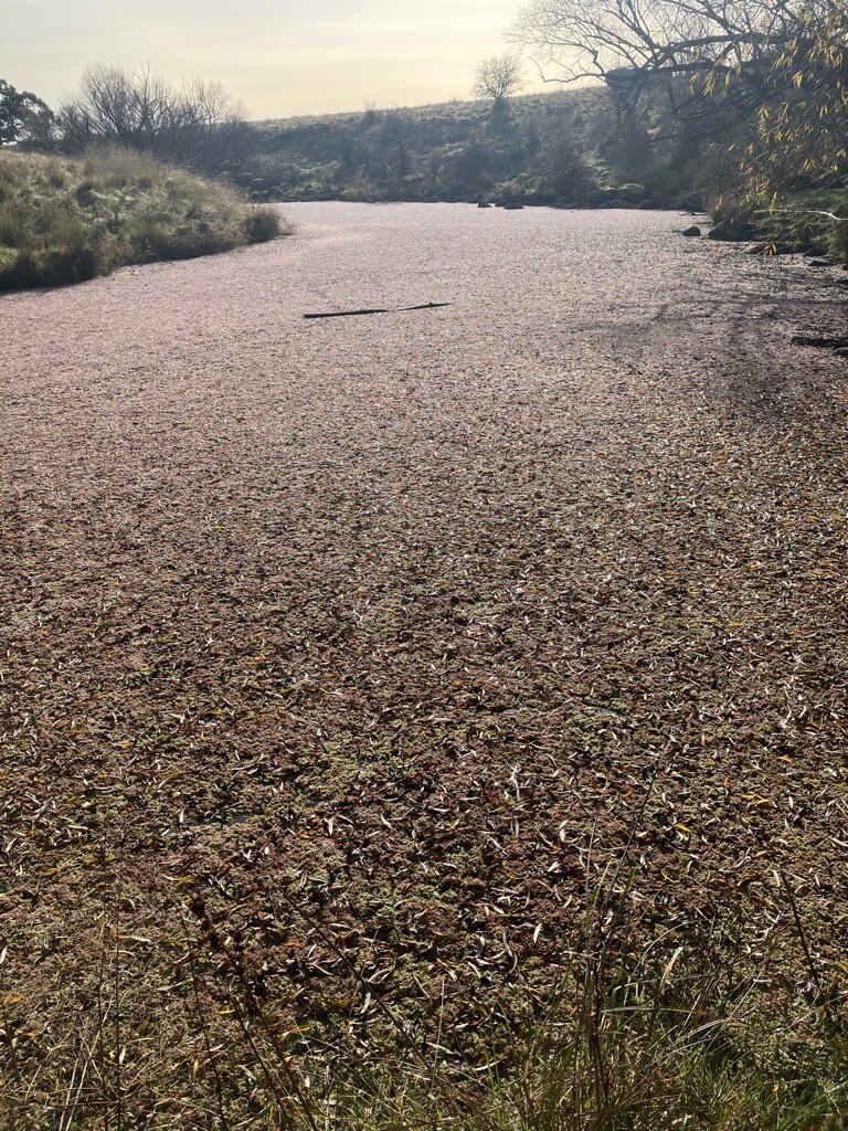 Coliban Water responds to water quality fears - ABC listen