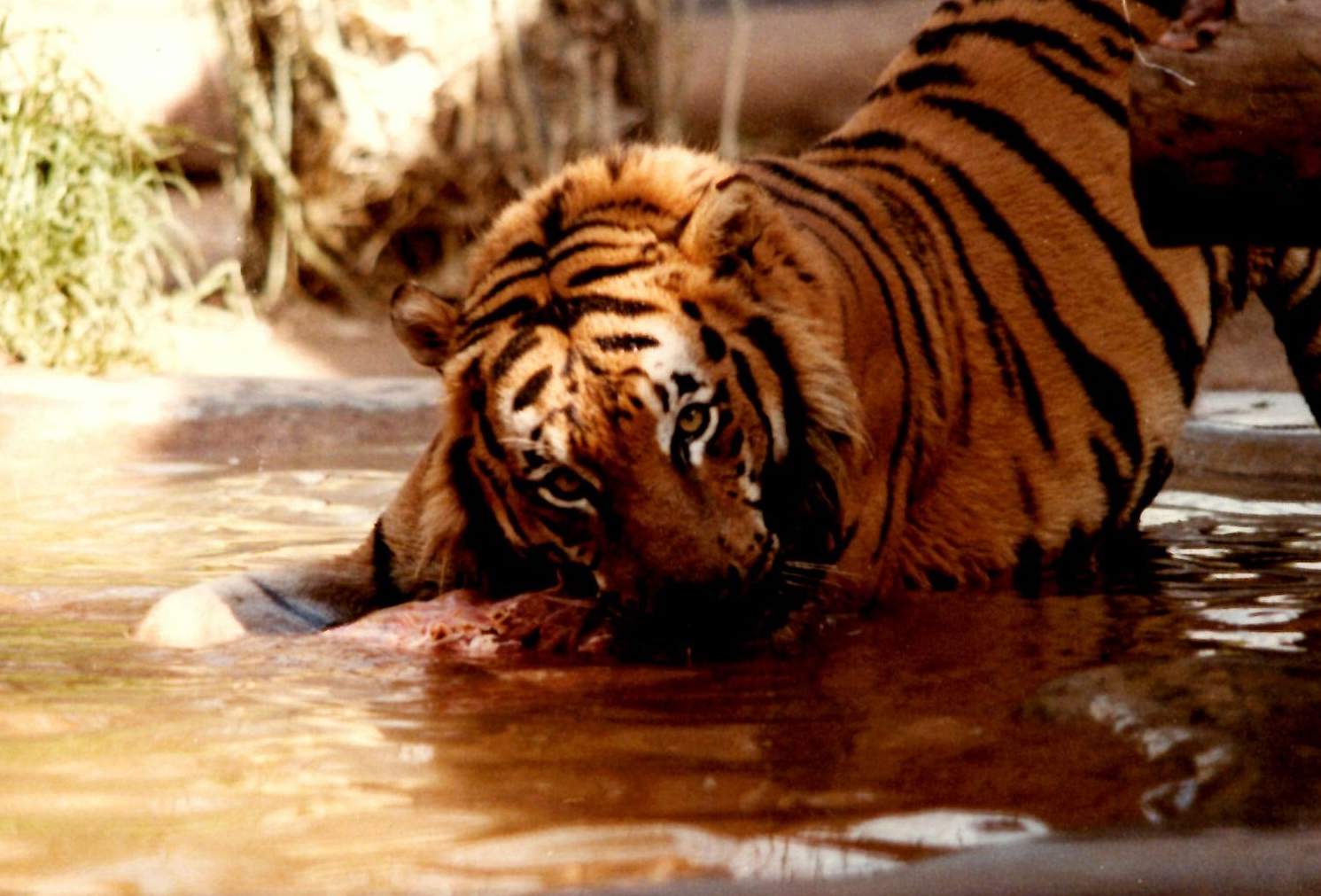 The Tiger King of Bacchus Marsh and the years of living dangerously ...