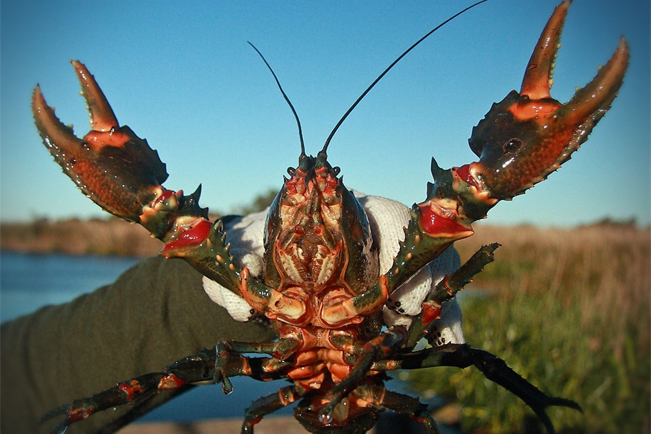 Catching the cray - ABC News