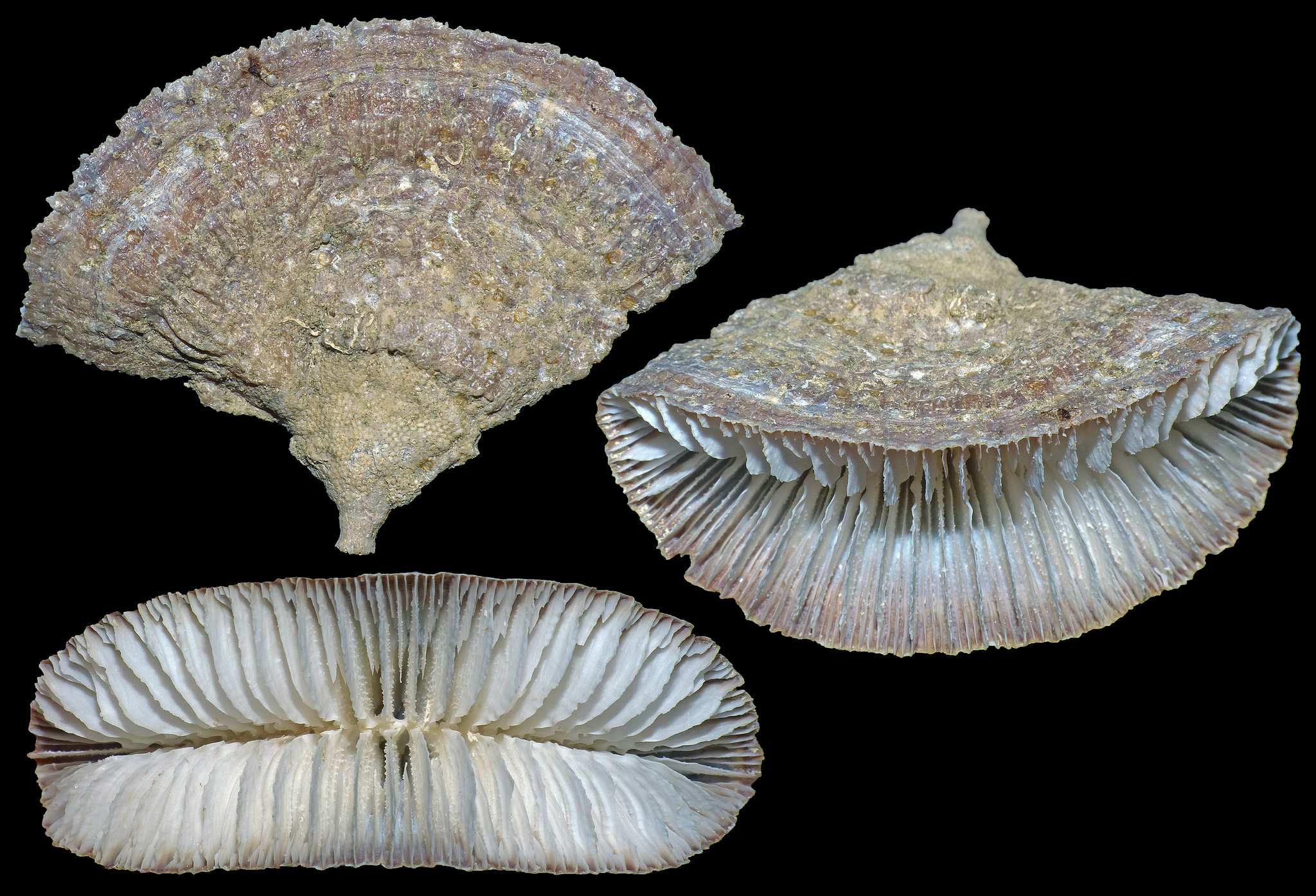 Researchers dredge Tasman Peninsula waters in search of new shell ...