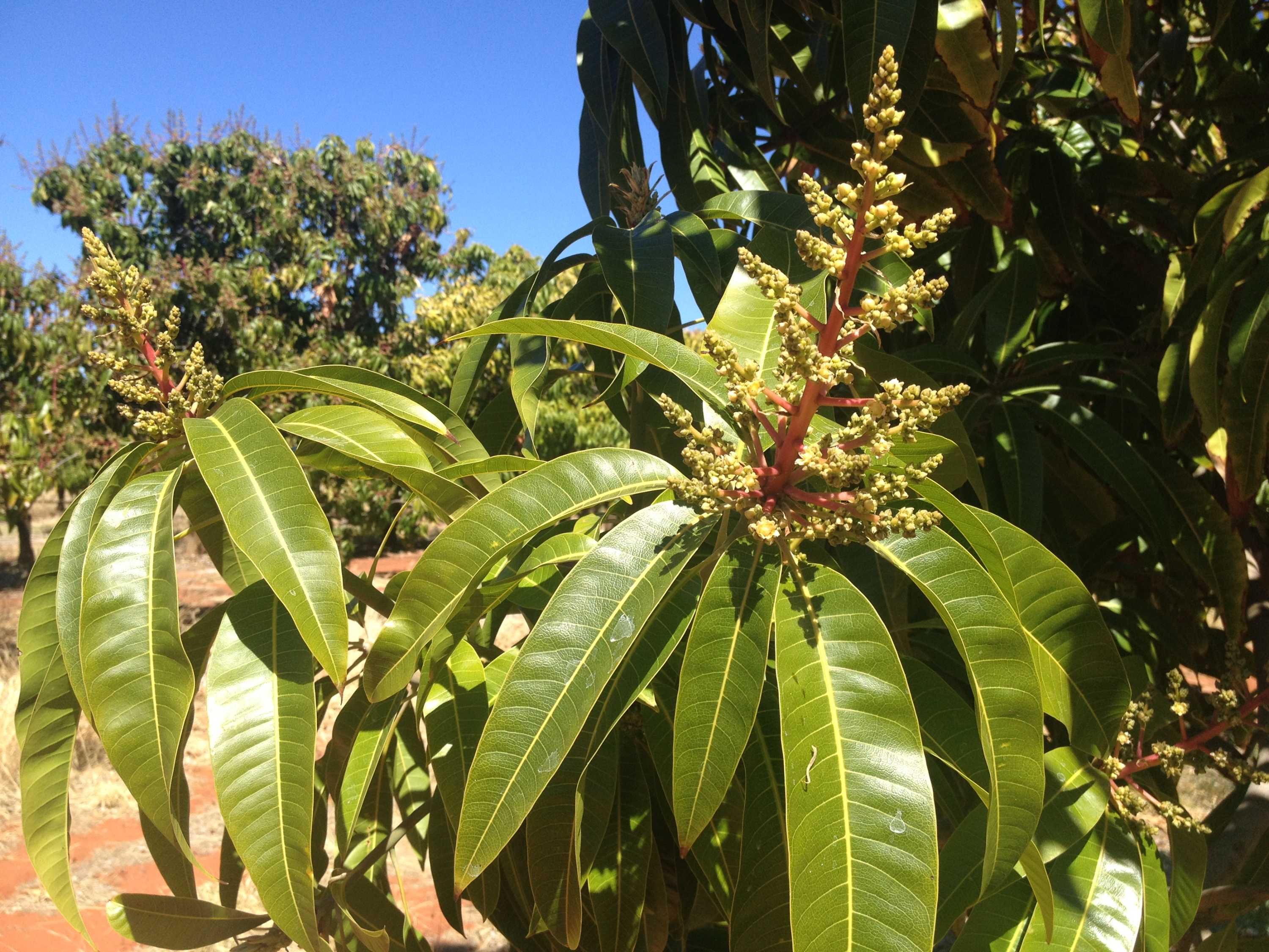 Red Centre mango trees pruned for first time in 26 years - ABC News