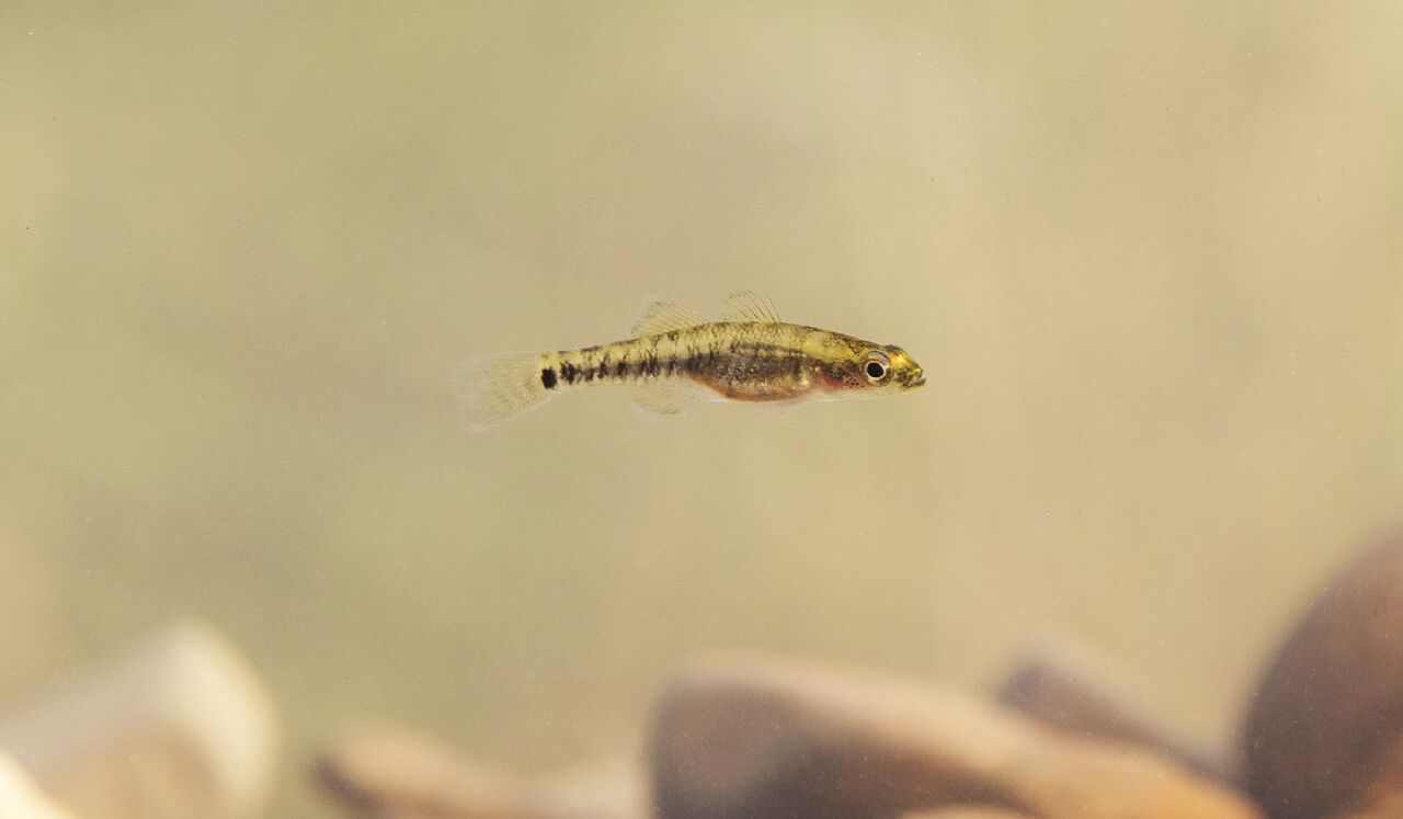 Baby Fish New Pond Fish Care Instructions | Aquascape Pond Tips