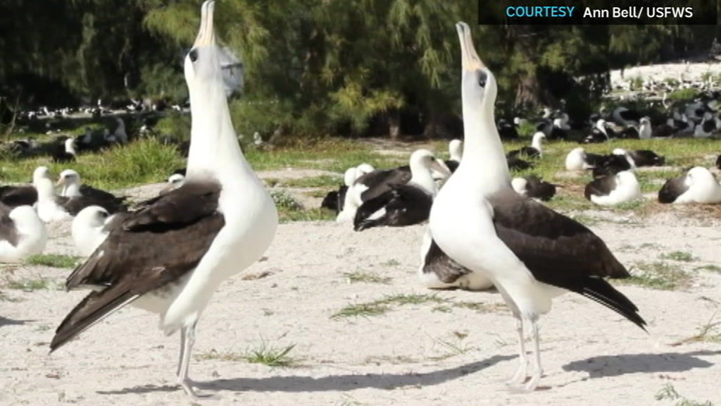 World's oldest-known wild bird set to become a mother again at 68 - ABC ...