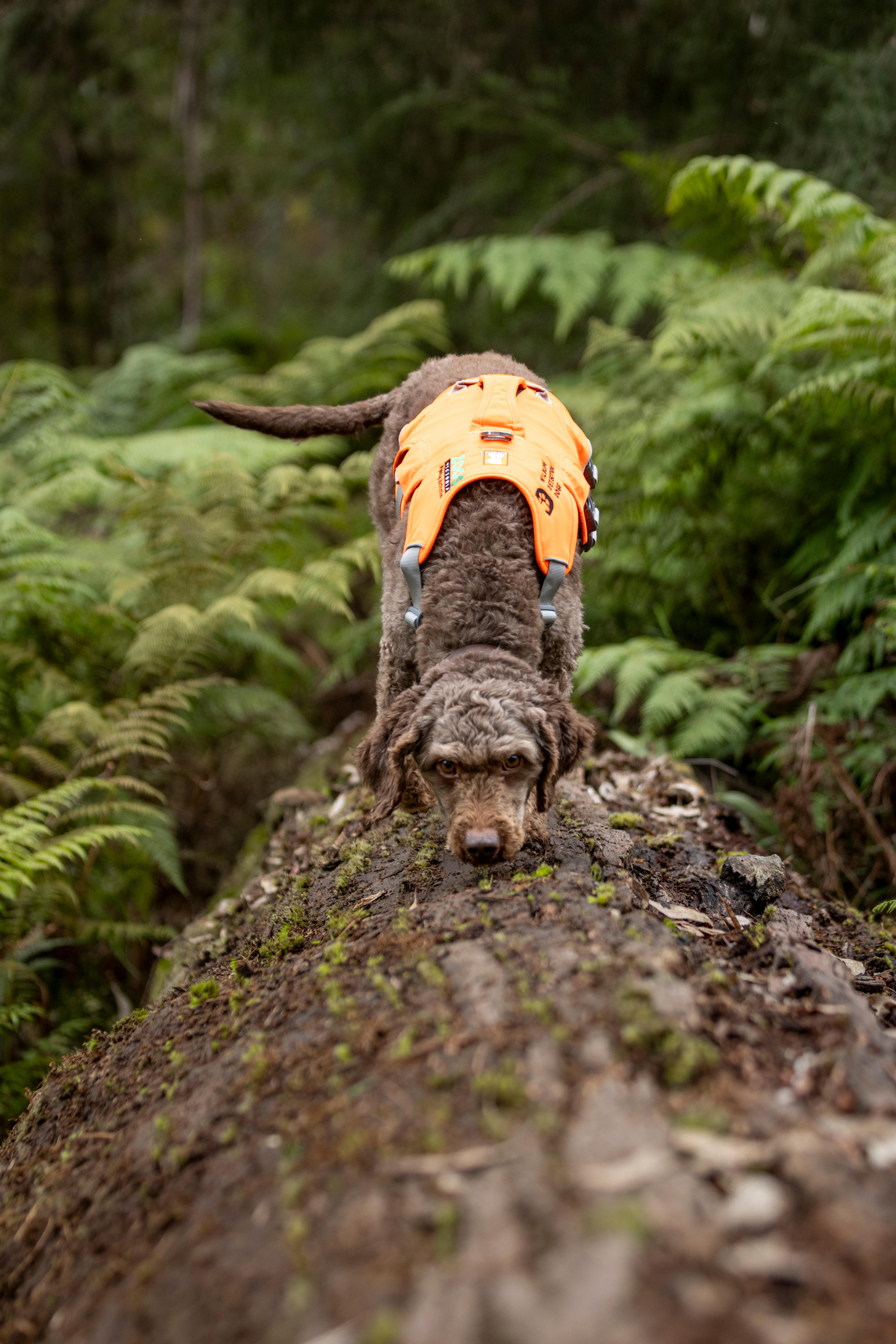 Angus Delaney - ABC News