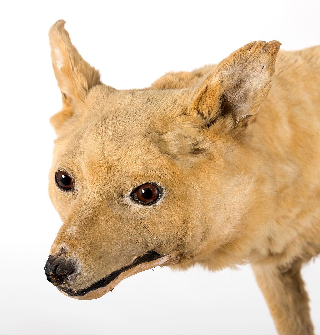 New research sheds light on extinct Polynesian dog - ABC Pacific