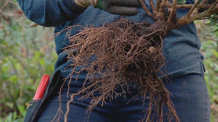 Back to My Roots - Gardening Australia
