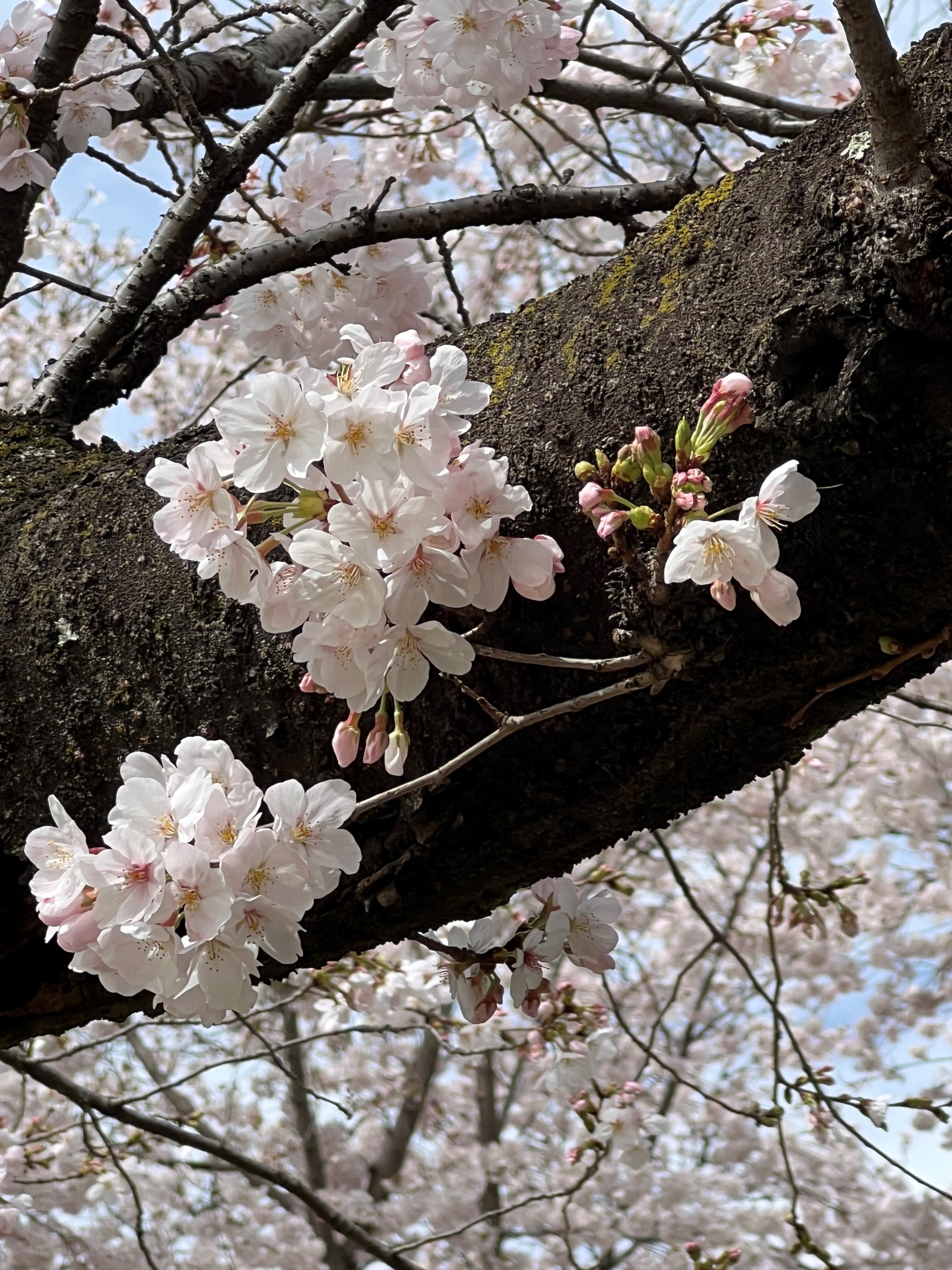 Sakura soundscapes: your musical journey through Japan's cherry blossom ...