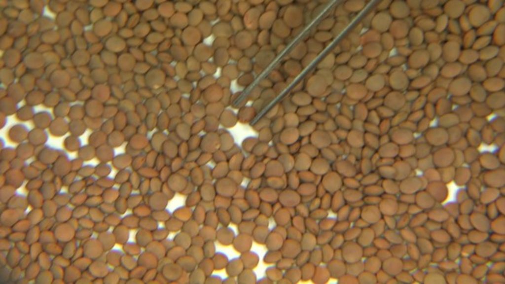 Grading Pulses: Using AI to grade pulses - ABC News