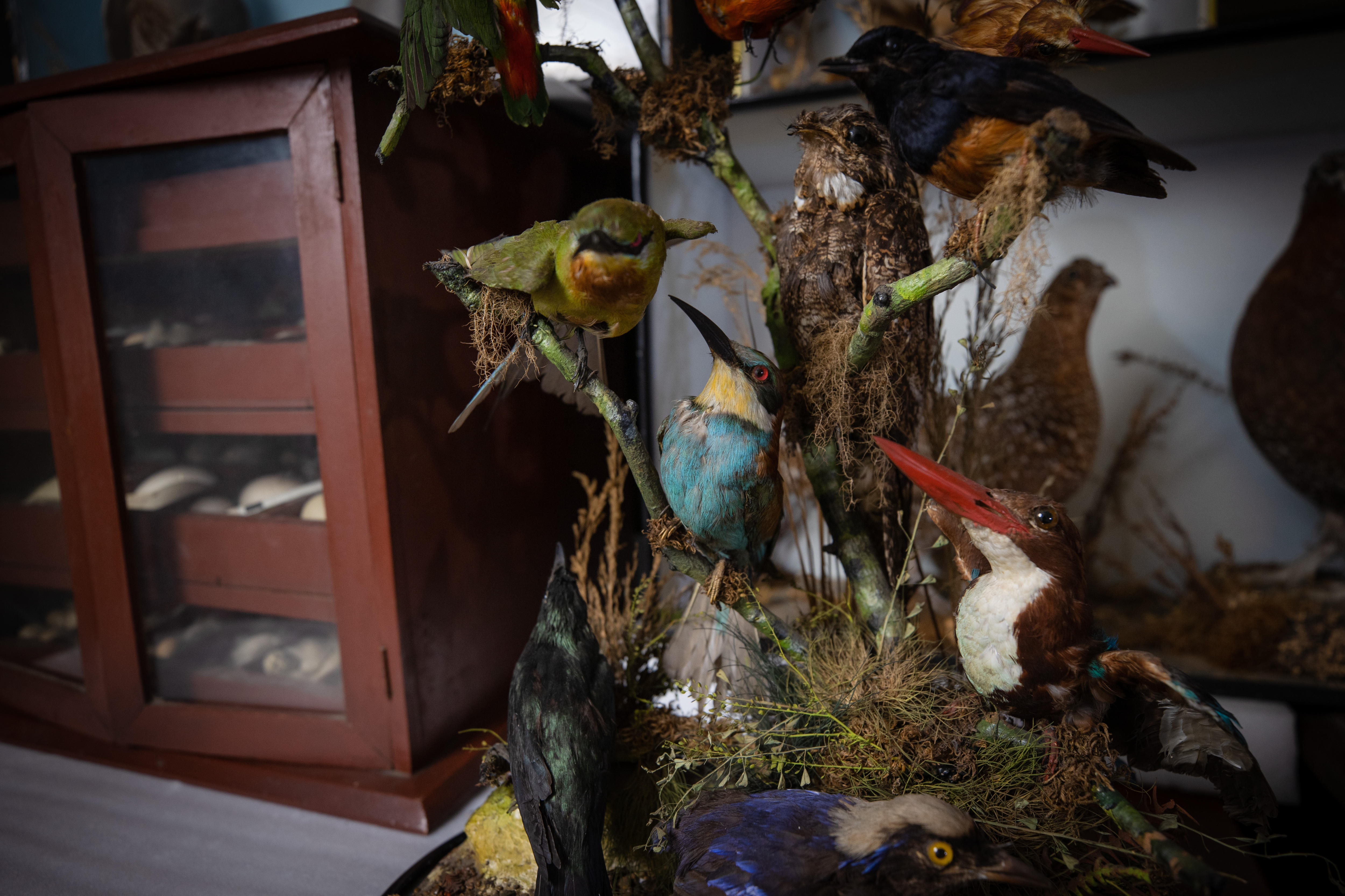 Family secrets and taxidermy meet in Claire Van Ryn's new novel - ABC ...