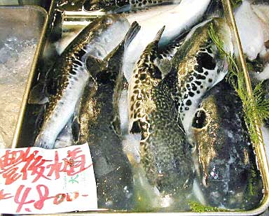 Scientists breed non-poisonous blowfish - ABC News