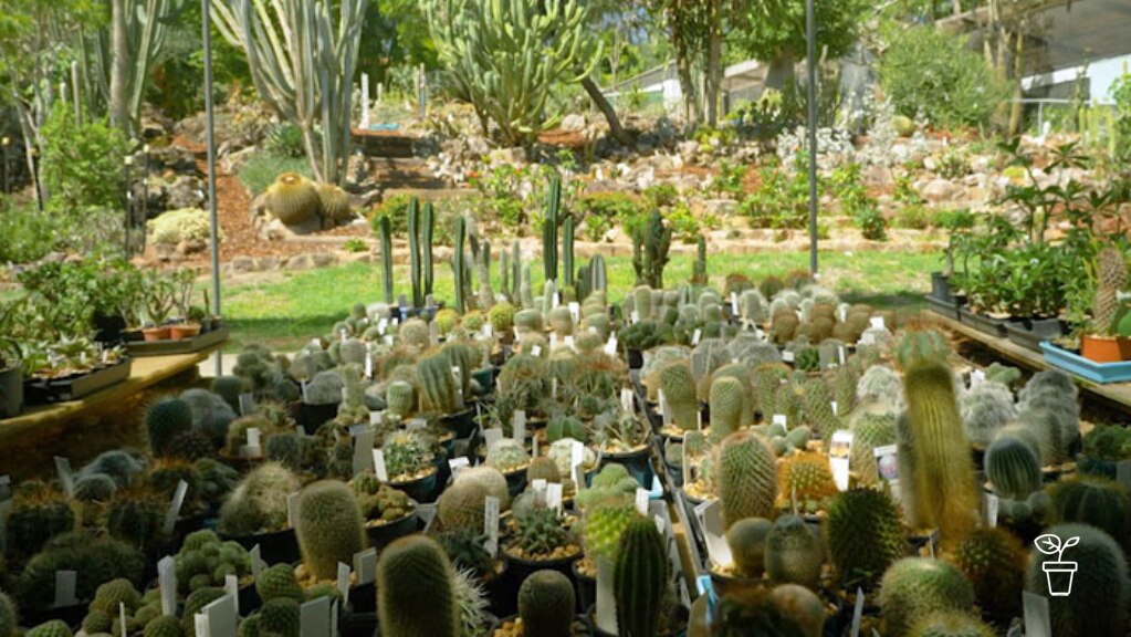 Cactus King - Gardening Australia