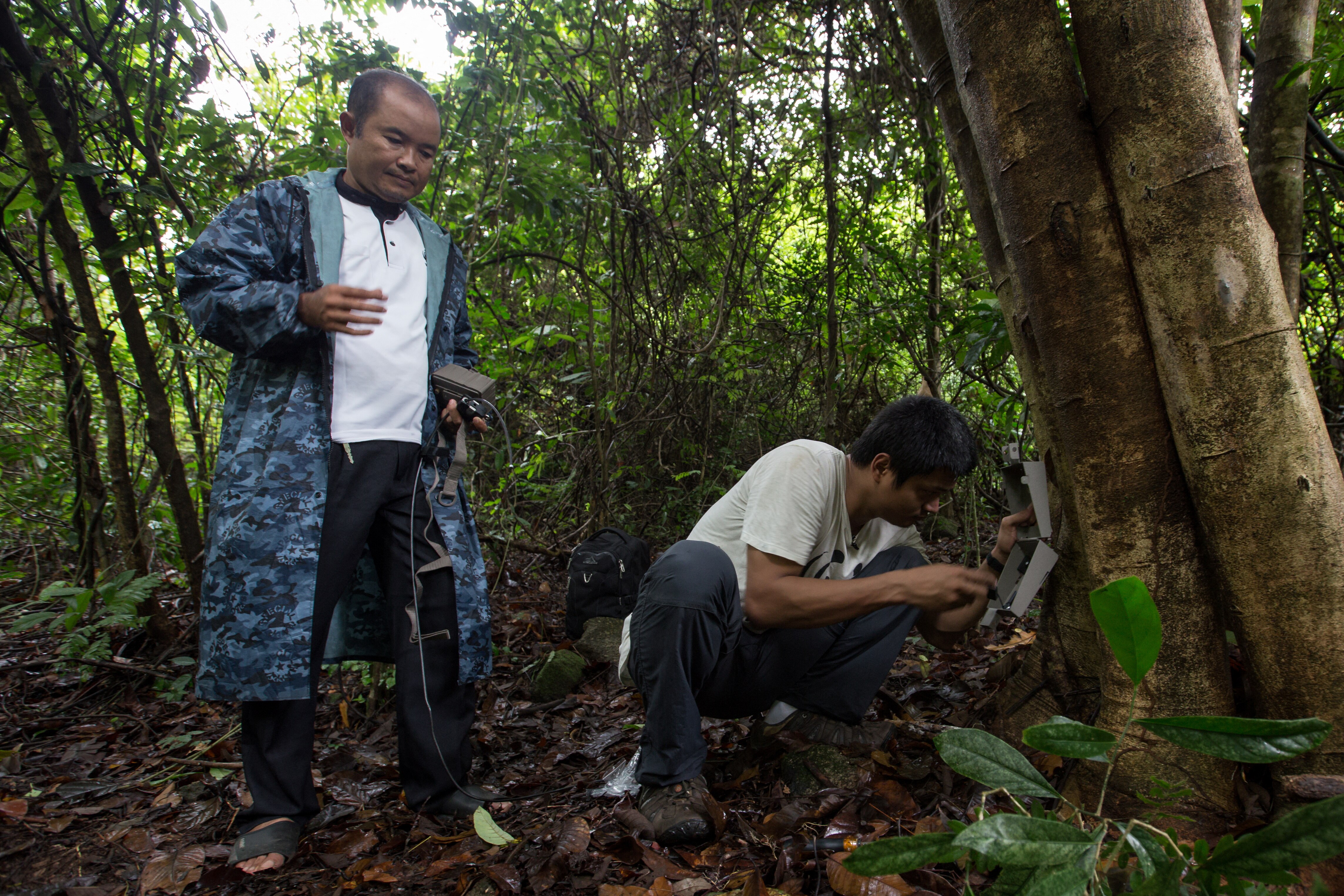 Ghostly monkeys and succulent bamboo among 224 newly discovered Mekong ...
