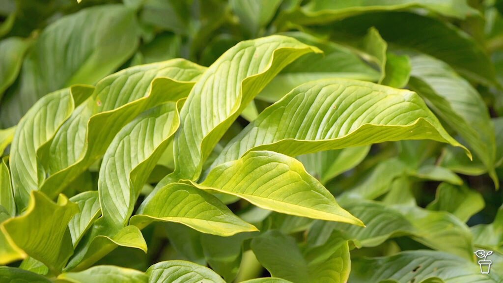 Tree Quarantine | Polyphagous Shot-Hole Borer (PSHB) - Gardening Australia