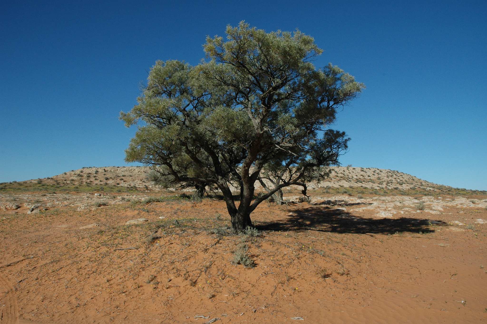 Borrowed Indigenous Australian words - ABC Education
