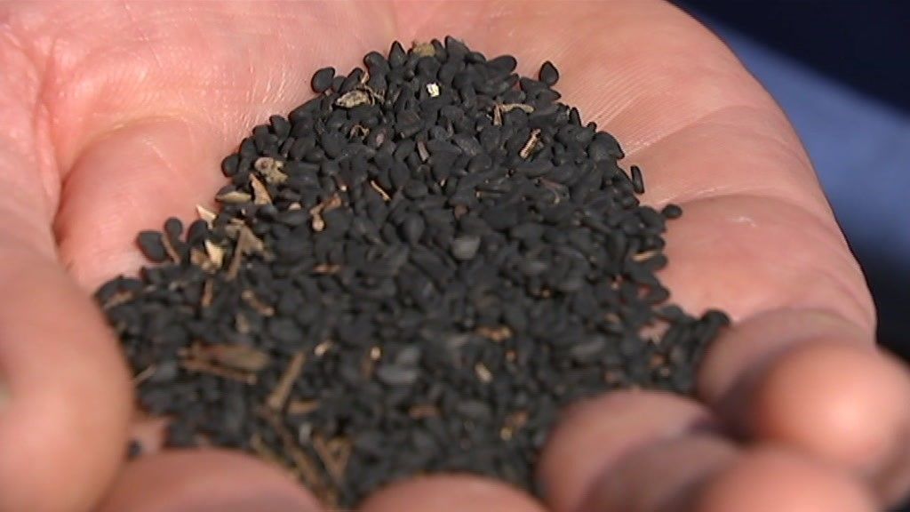 Open Sesame: Trialling a new crop in central Queensland - ABC News