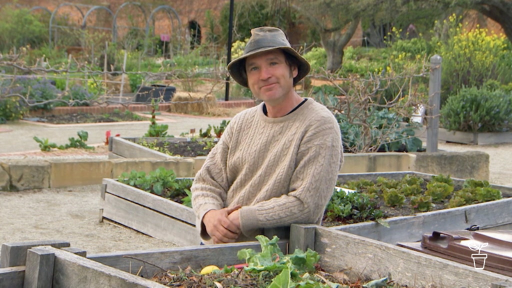 FAQs - Attracting beneficial insects | Clover weed | Composting rhubarb ...