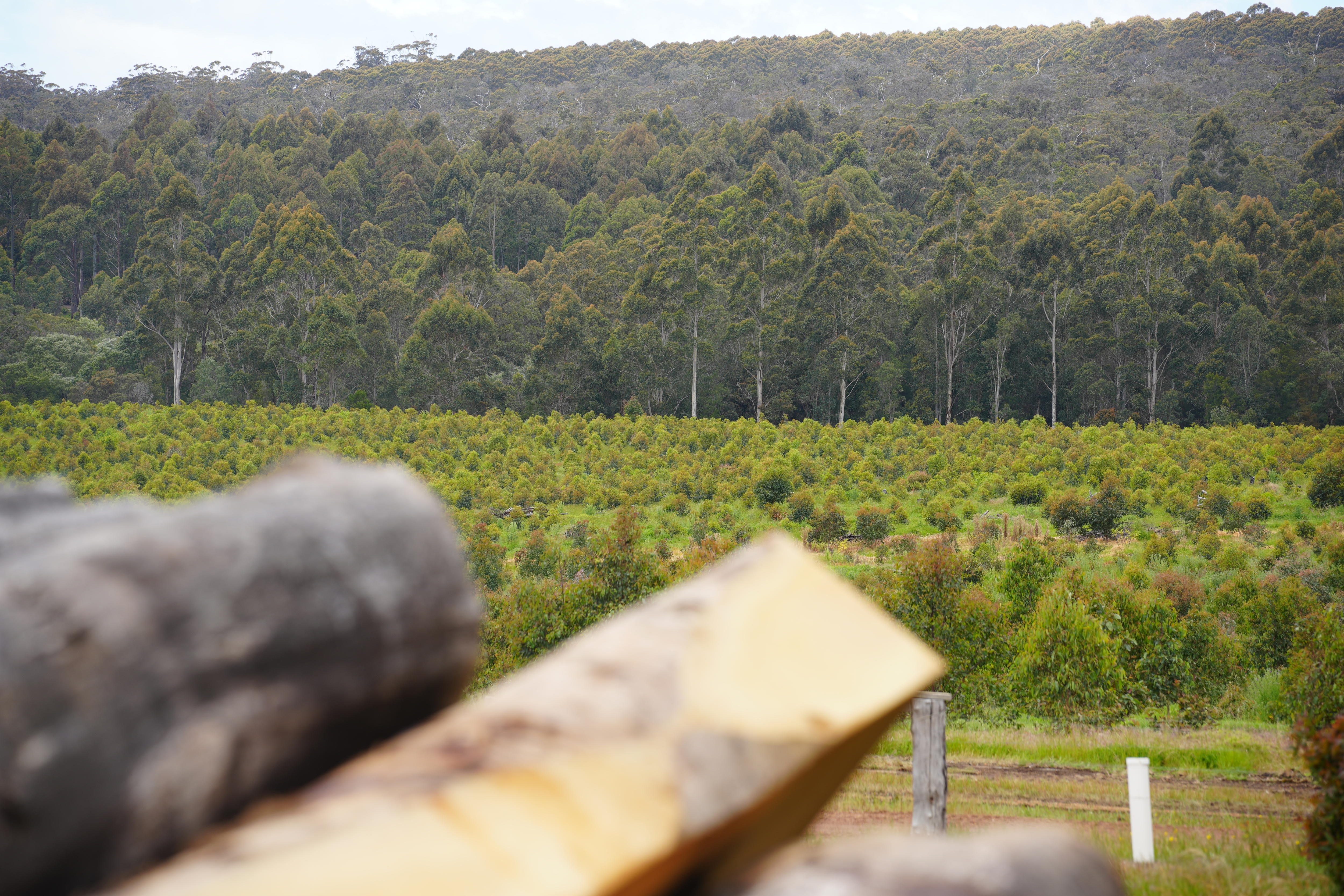 Australian hardwood timber prices double one year on from native ...